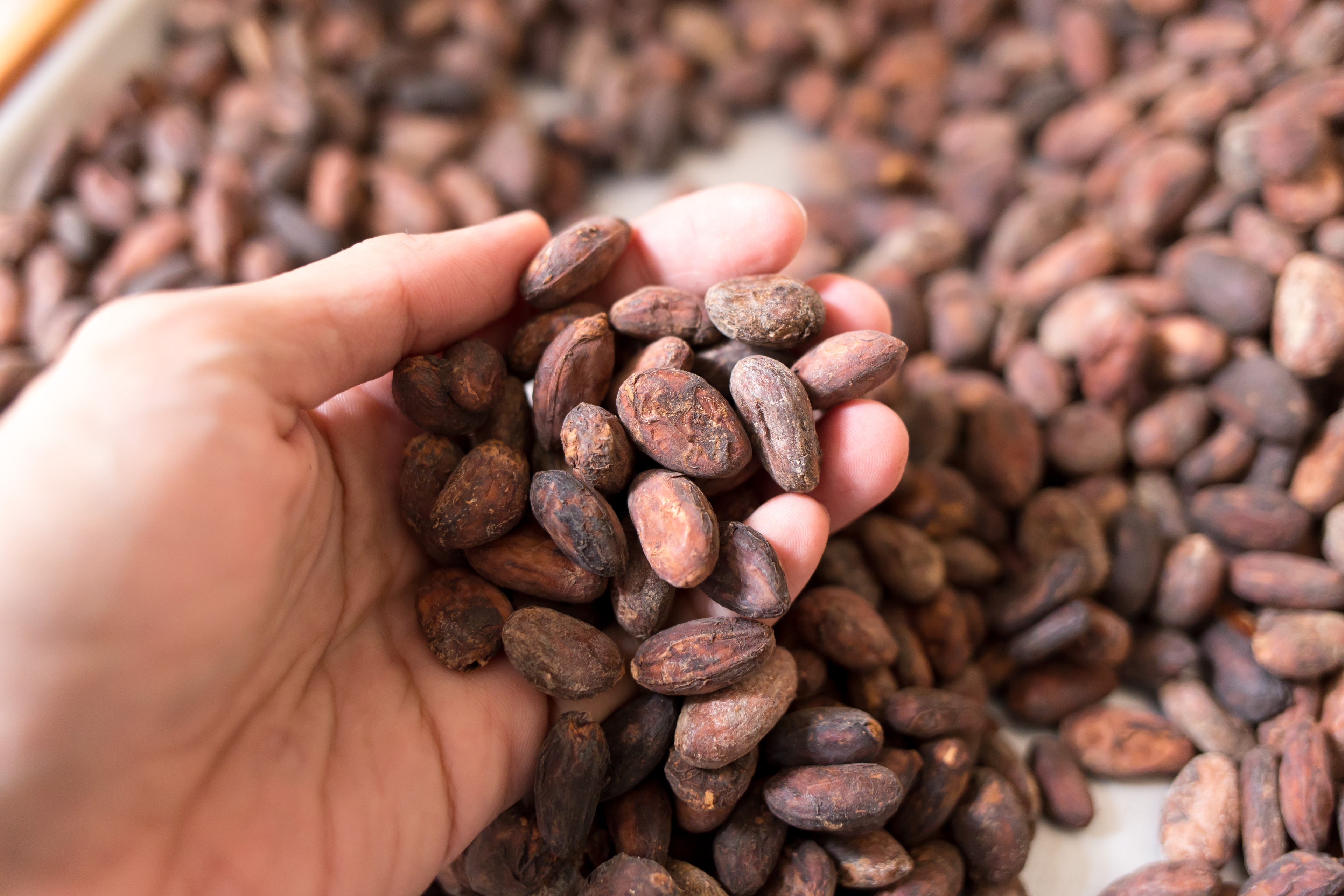 Dedicated Chocolate Bean to Bar Chocolate Made in Hong Kong